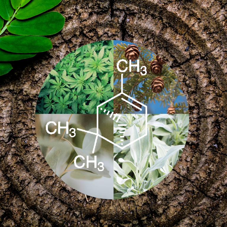 The Alpha-Pinene / Beta-Pinene Terpenes: Strains, Effects, and Benefits